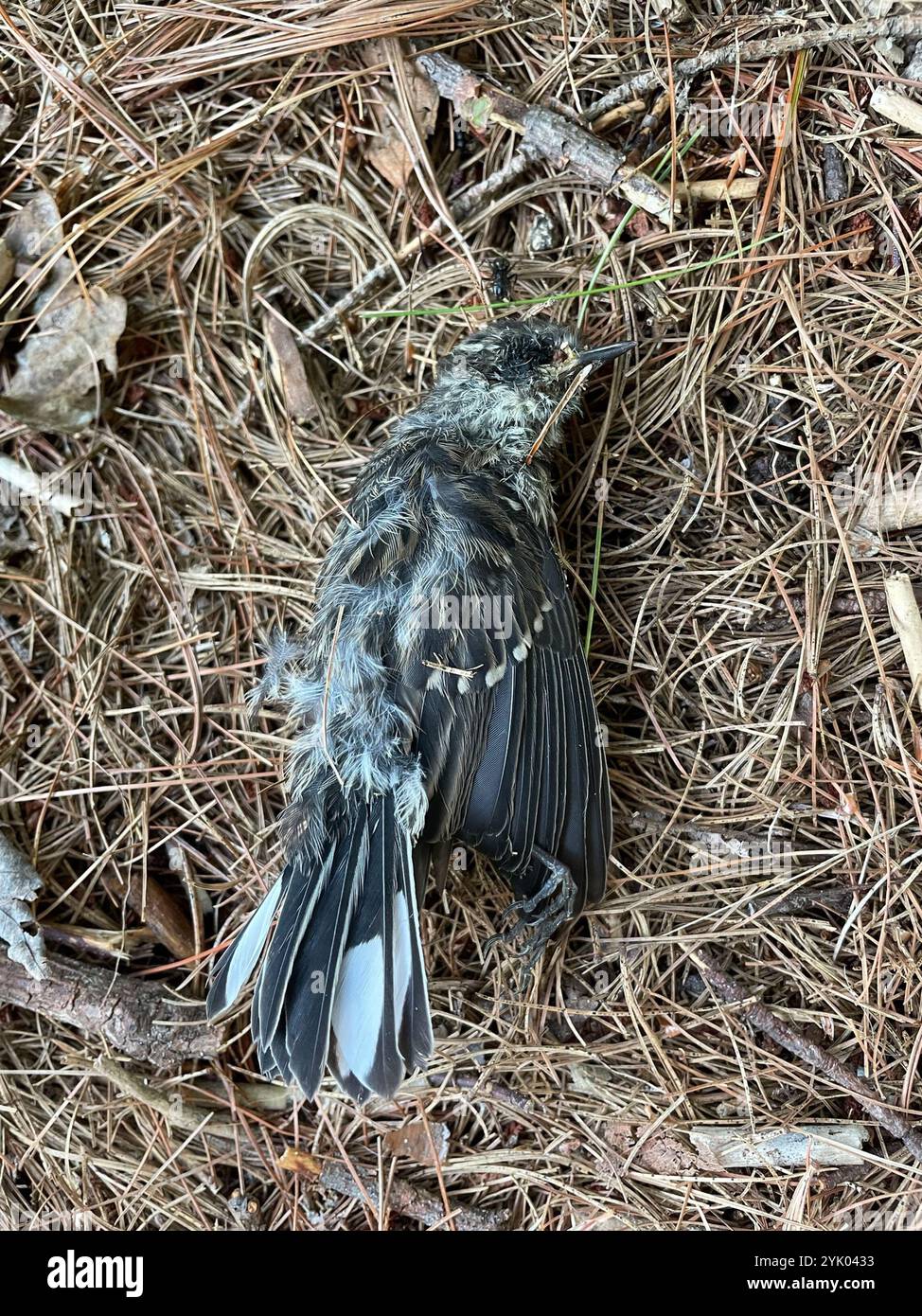 New World Warblers (Parulidae Stock Photo - Alamy