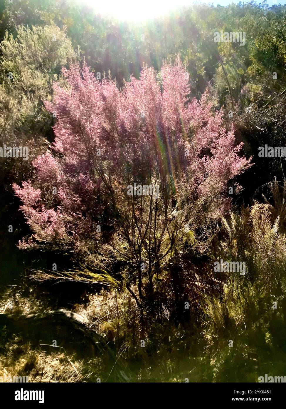 Hairy Grey Heather (Erica canaliculata Stock Photo - Alamy