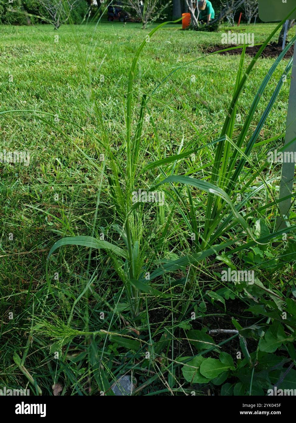 Smooth Witchgrass (Panicum dichotomiflorum Stock Photo - Alamy