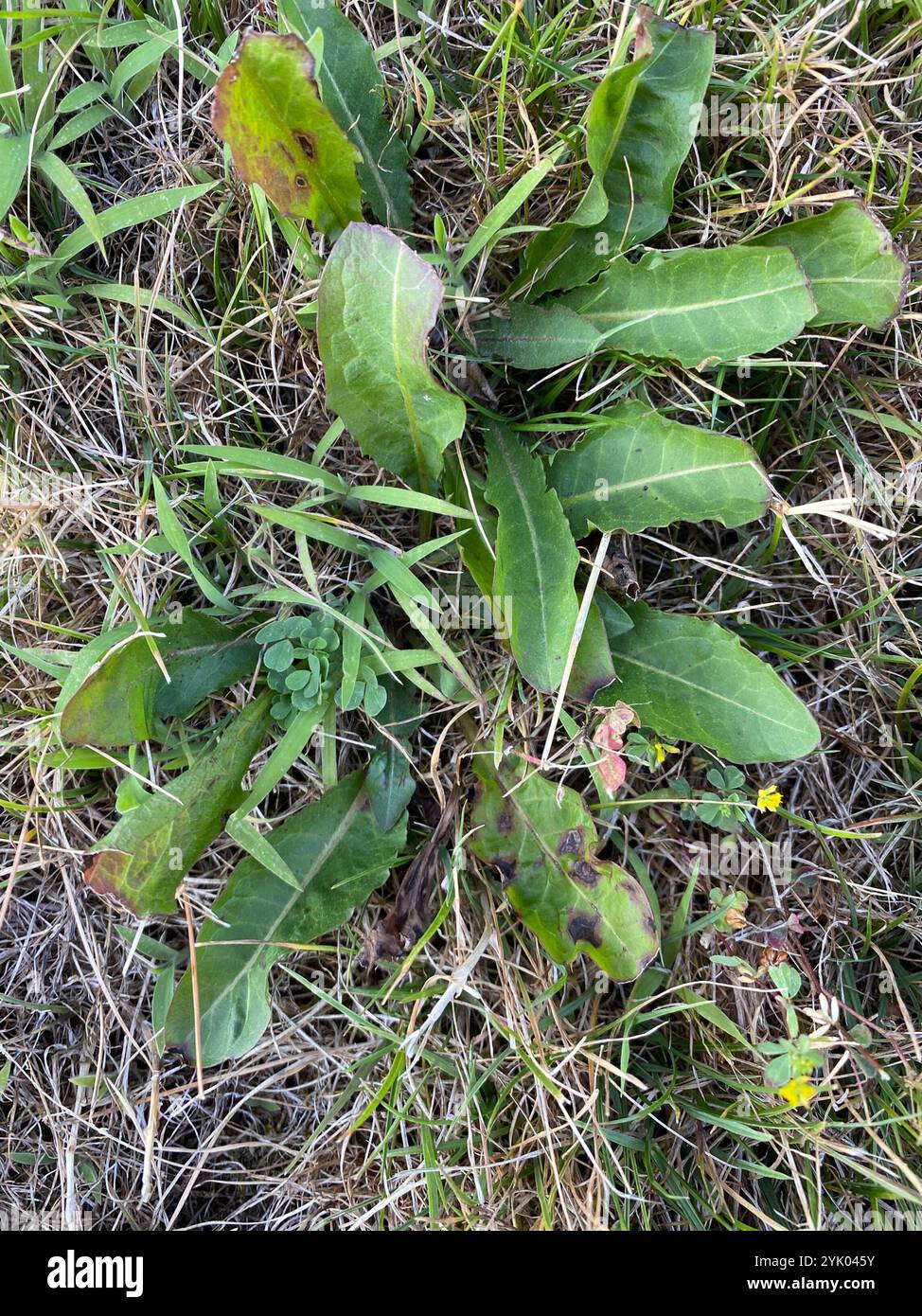 Common Cat's-ear (Hypochaeris radicata Stock Photo - Alamy