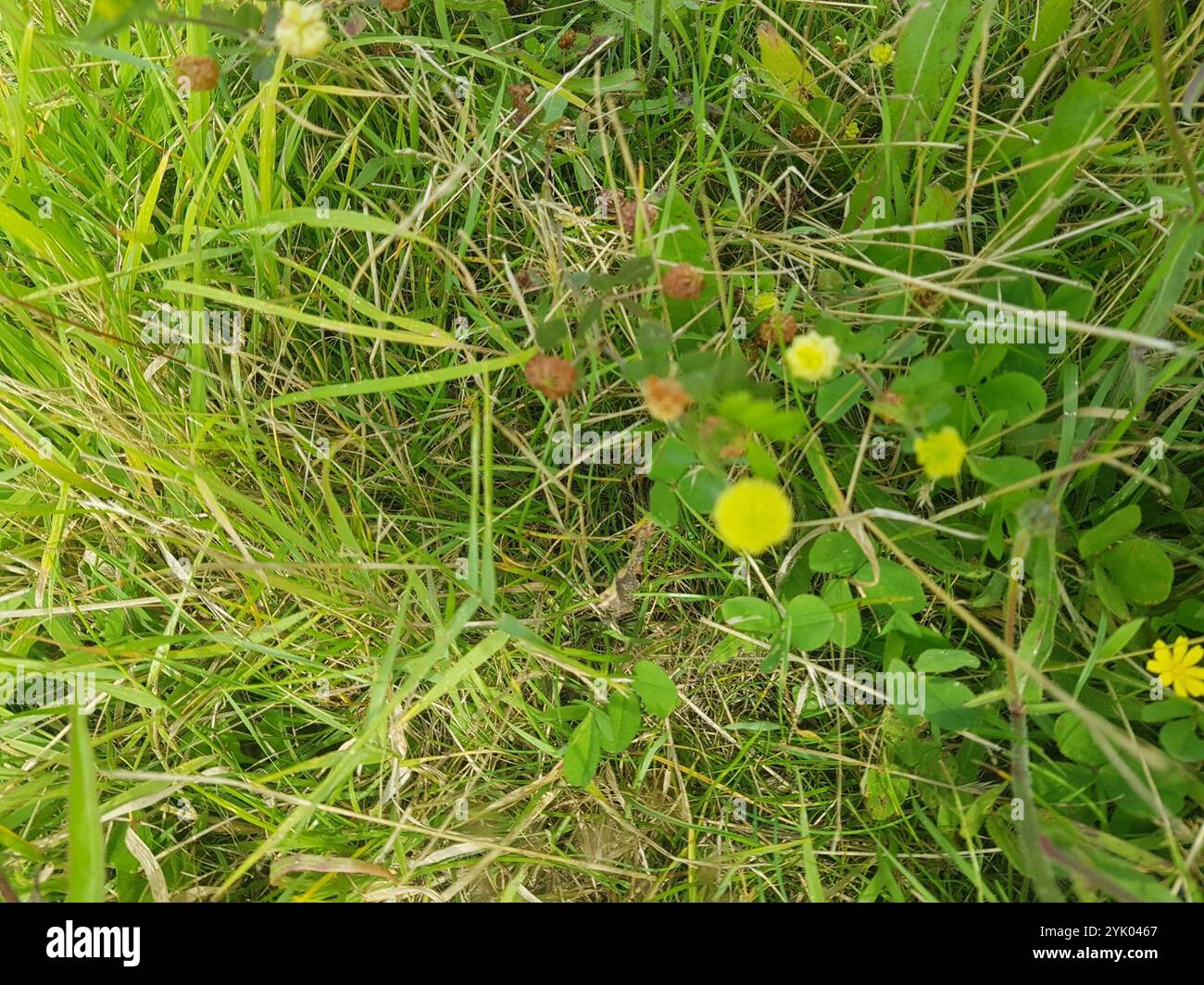 hop trefoil (Trifolium campestre Stock Photo - Alamy