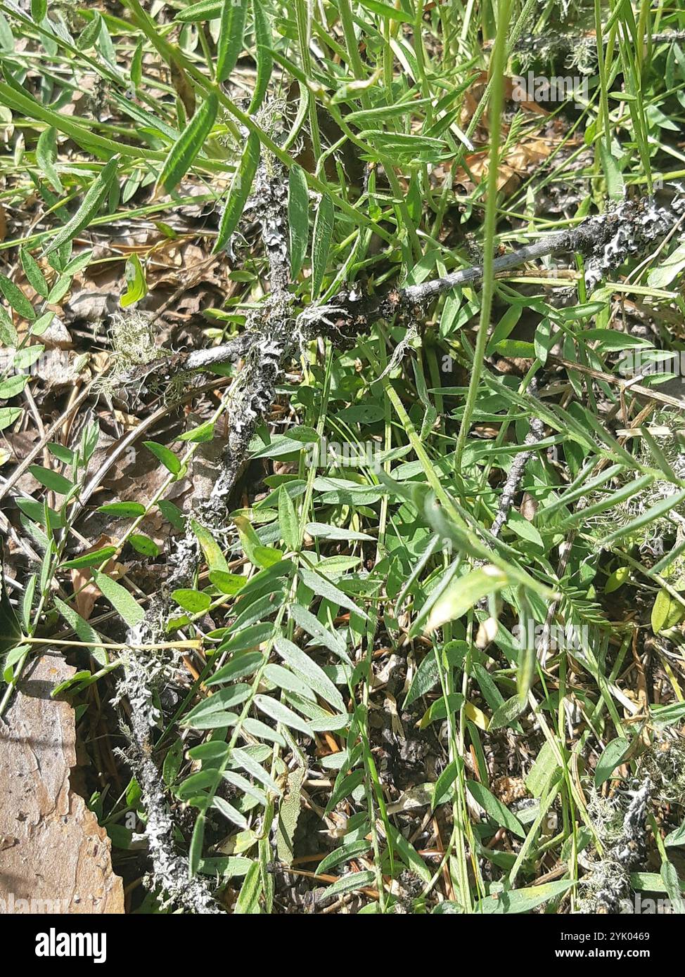 Field oxytropis hi-res stock photography and images - Alamy