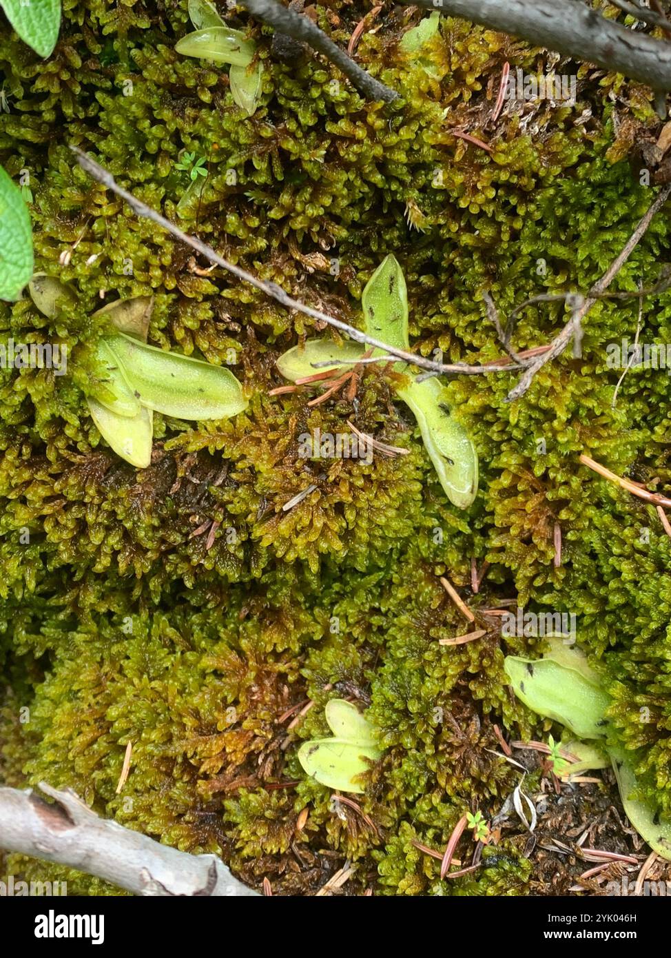 Common Butterwort (Pinguicula vulgaris Stock Photo - Alamy