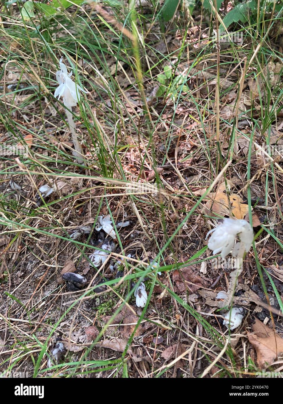 Ghost Pipe (Monotropa uniflora Stock Photo - Alamy