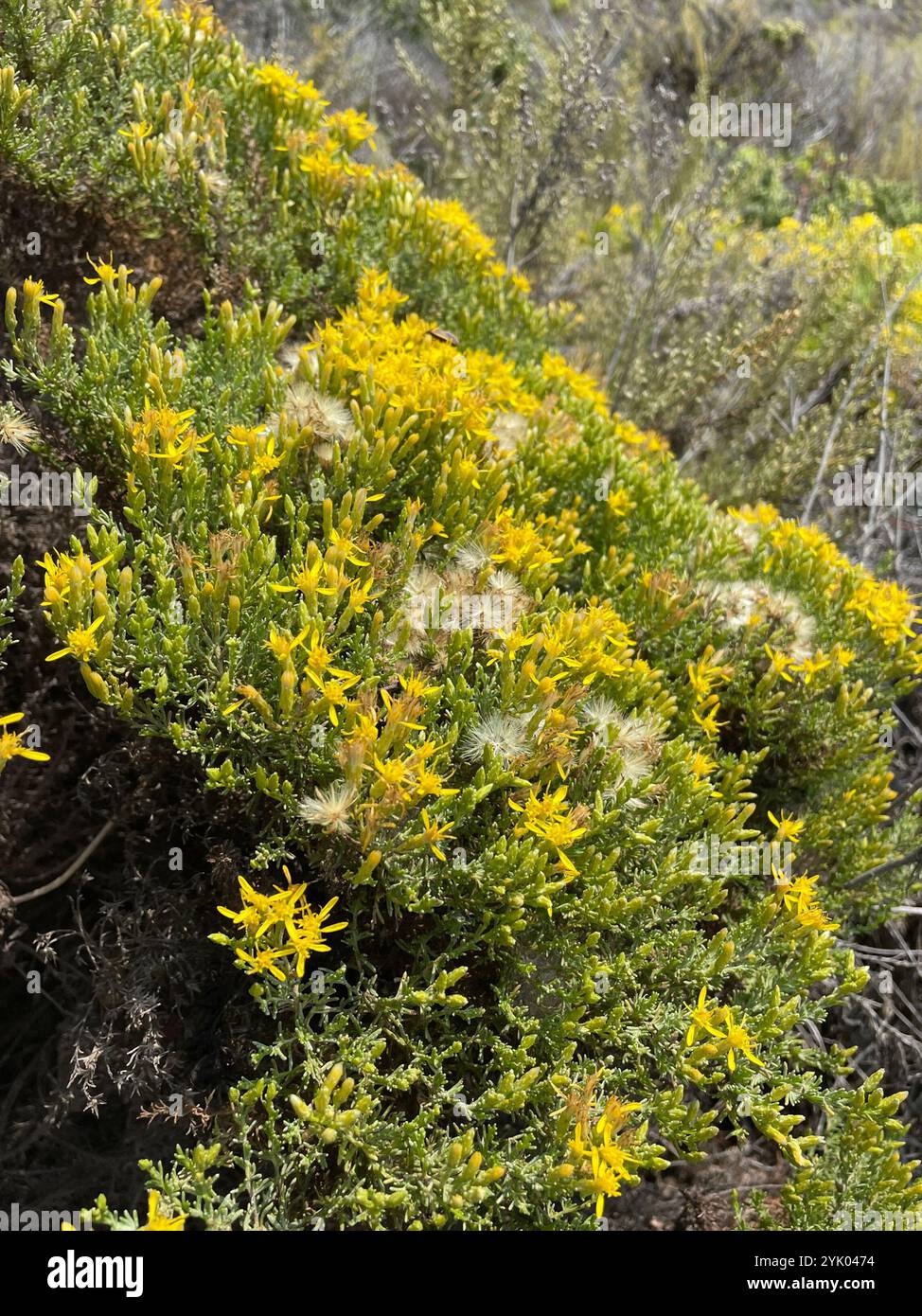 Ericameria ericoides hi-res stock photography and images - Alamy