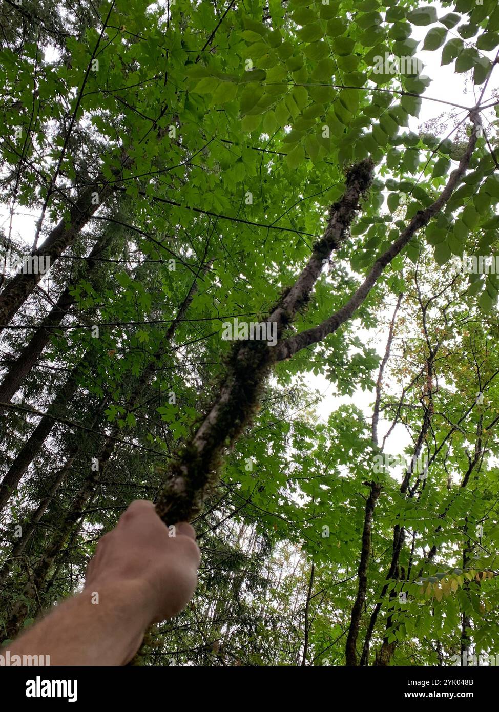 Japanese angelica tree (Aralia elata Stock Photo - Alamy