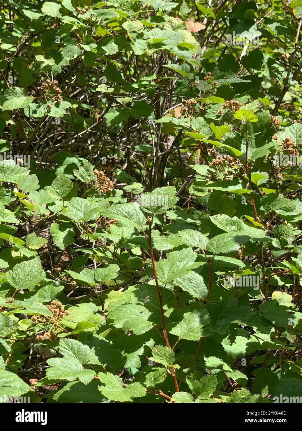mallow-leaf ninebark (Physocarpus malvaceus Stock Photo - Alamy