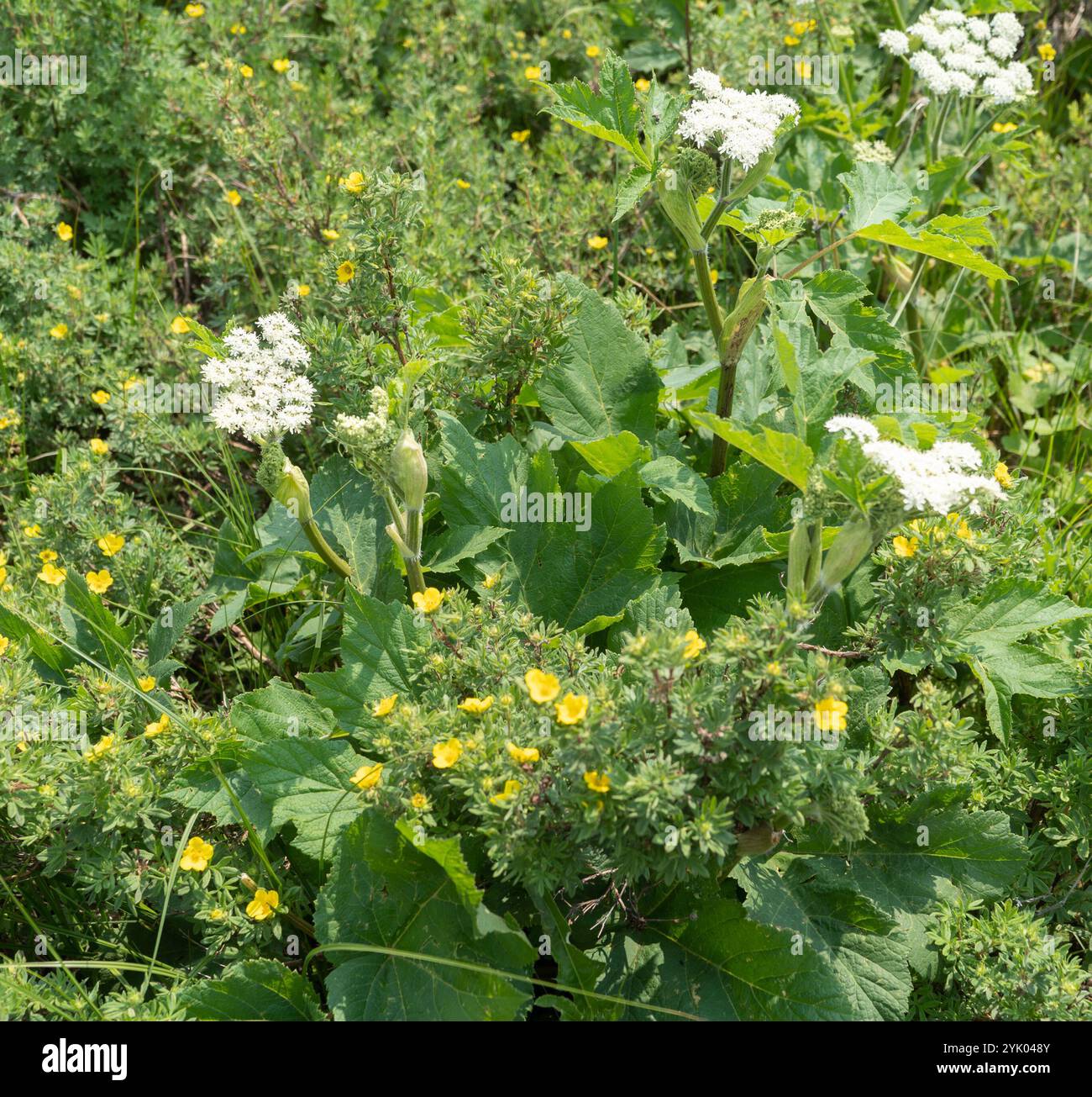 carrot family (Apiaceae Stock Photo - Alamy