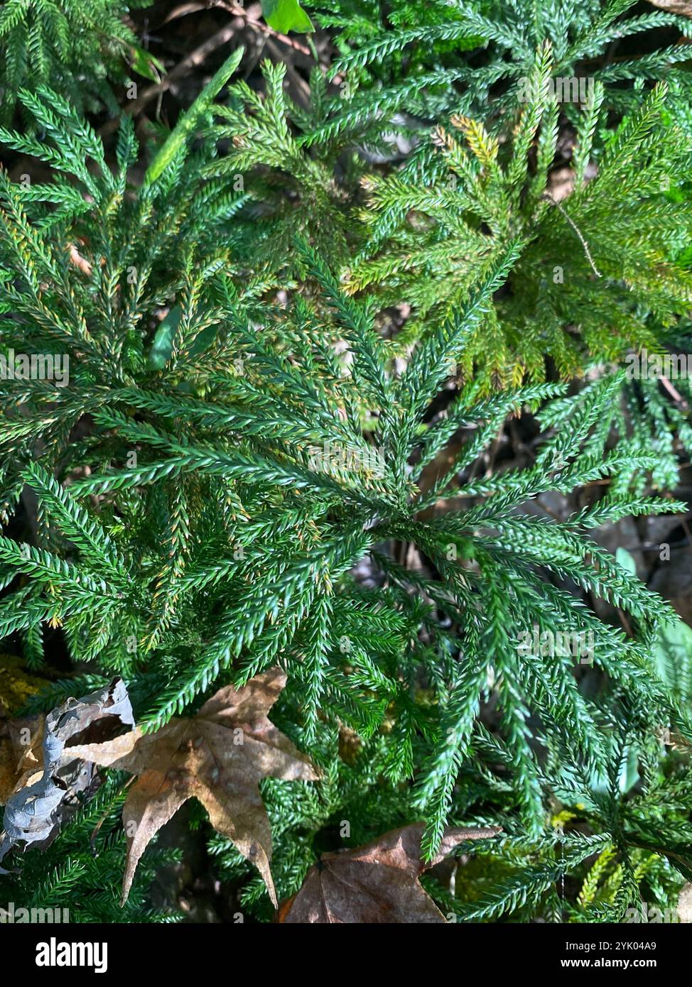 flat-branched tree-clubmoss (Dendrolycopodium obscurum Stock Photo - Alamy