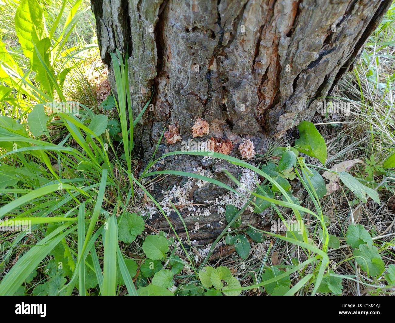 Blushing Rosette (Abortiporus biennis Stock Photo - Alamy