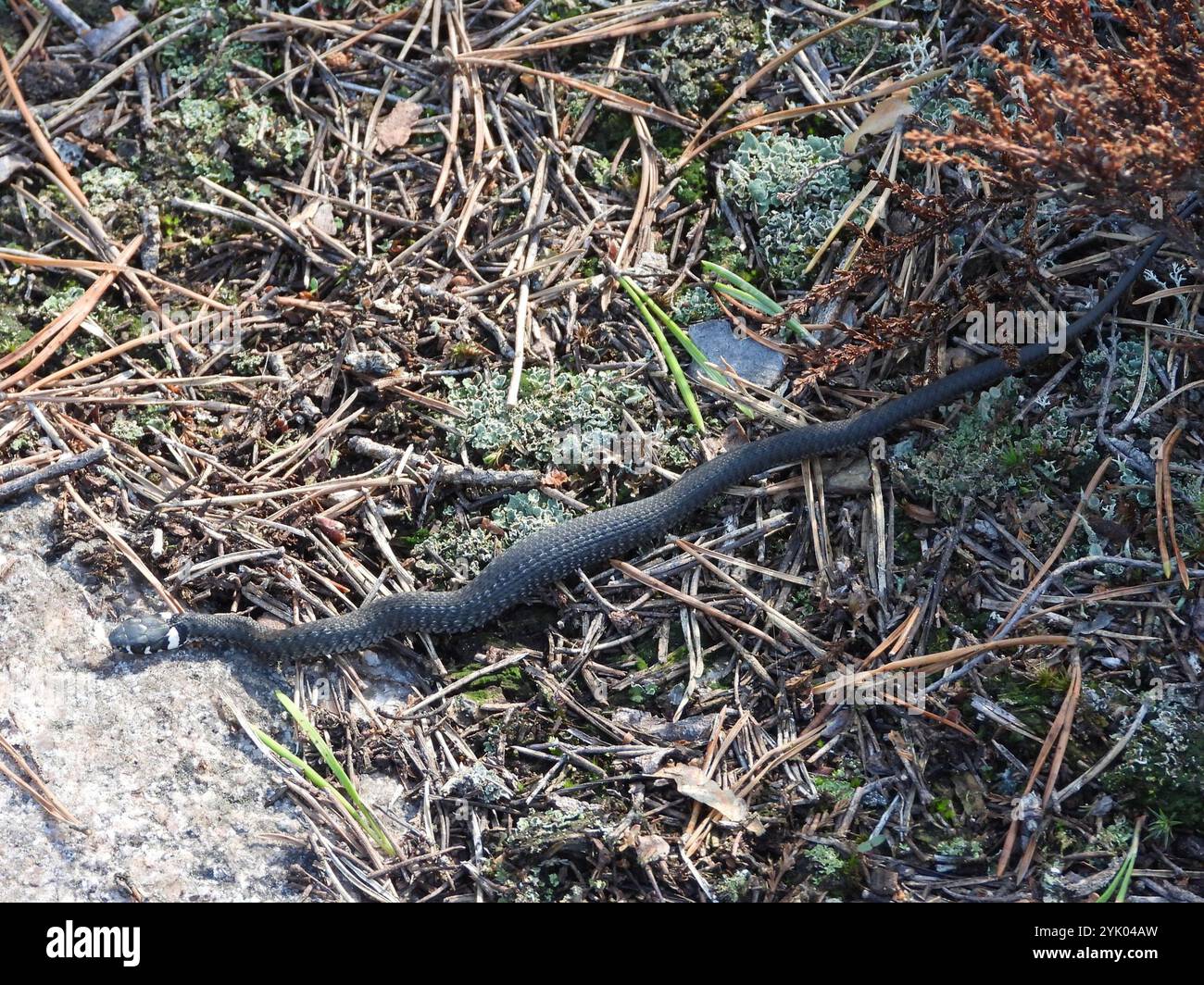 grass snake (Natrix natrix Stock Photo - Alamy