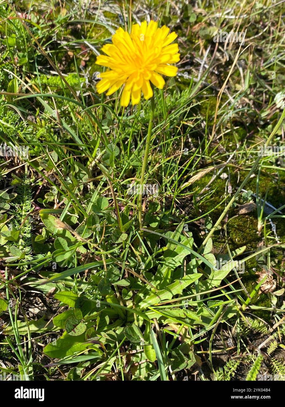 Autumn Hawkbit (Scorzoneroides autumnalis Stock Photo - Alamy