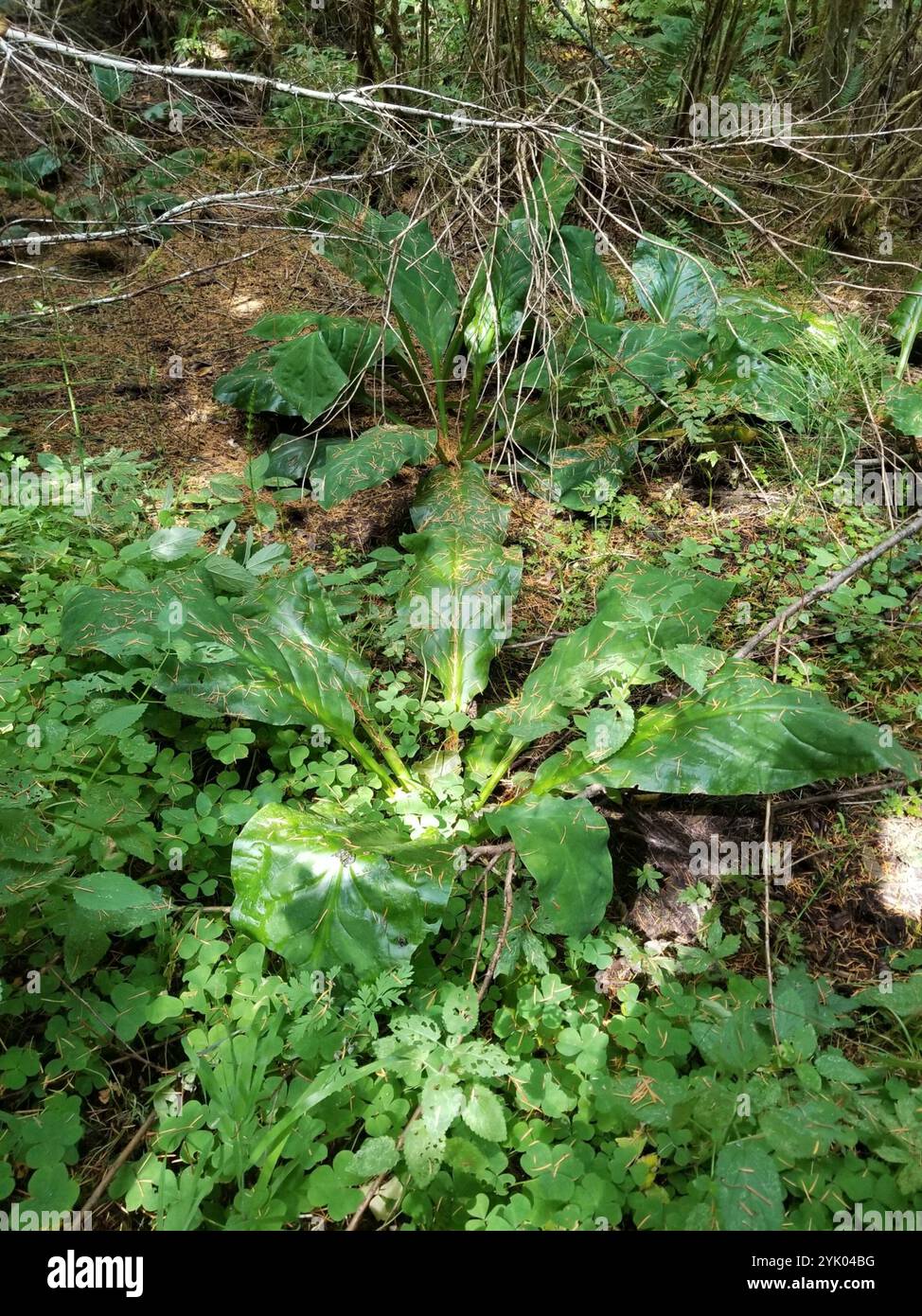 western skunk cabbage (Lysichiton americanus Stock Photo - Alamy