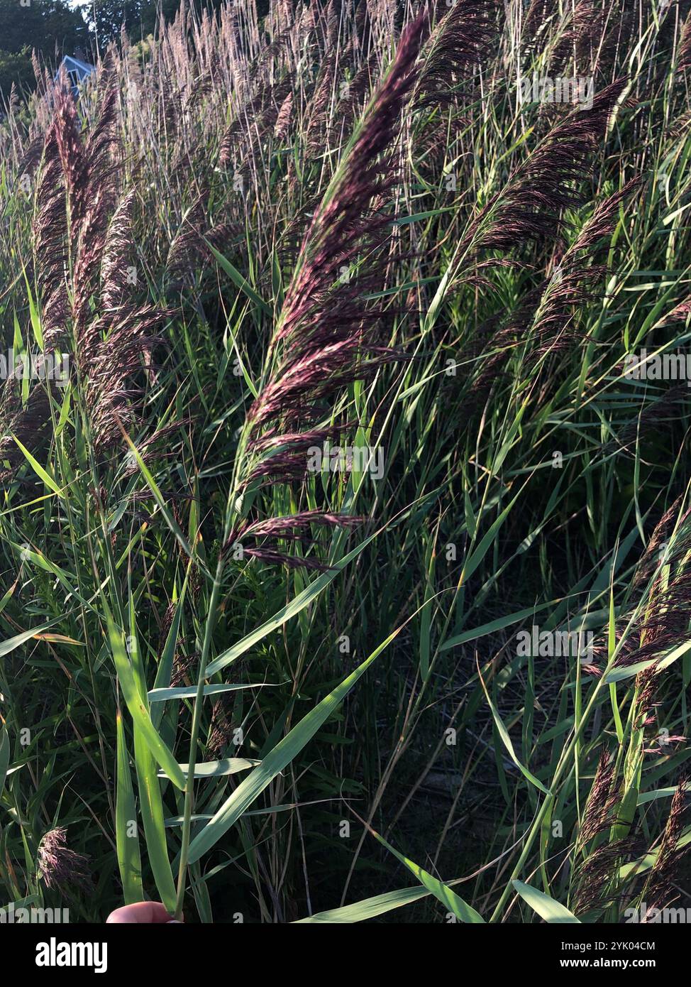common reed (Phragmites australis Stock Photo - Alamy