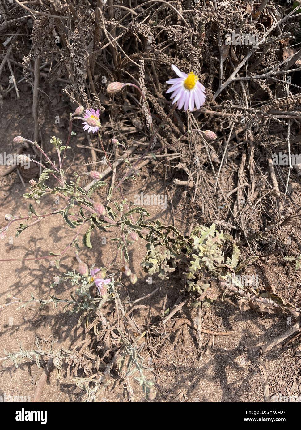 California Aster (Corethrogyne filaginifolia Stock Photo - Alamy