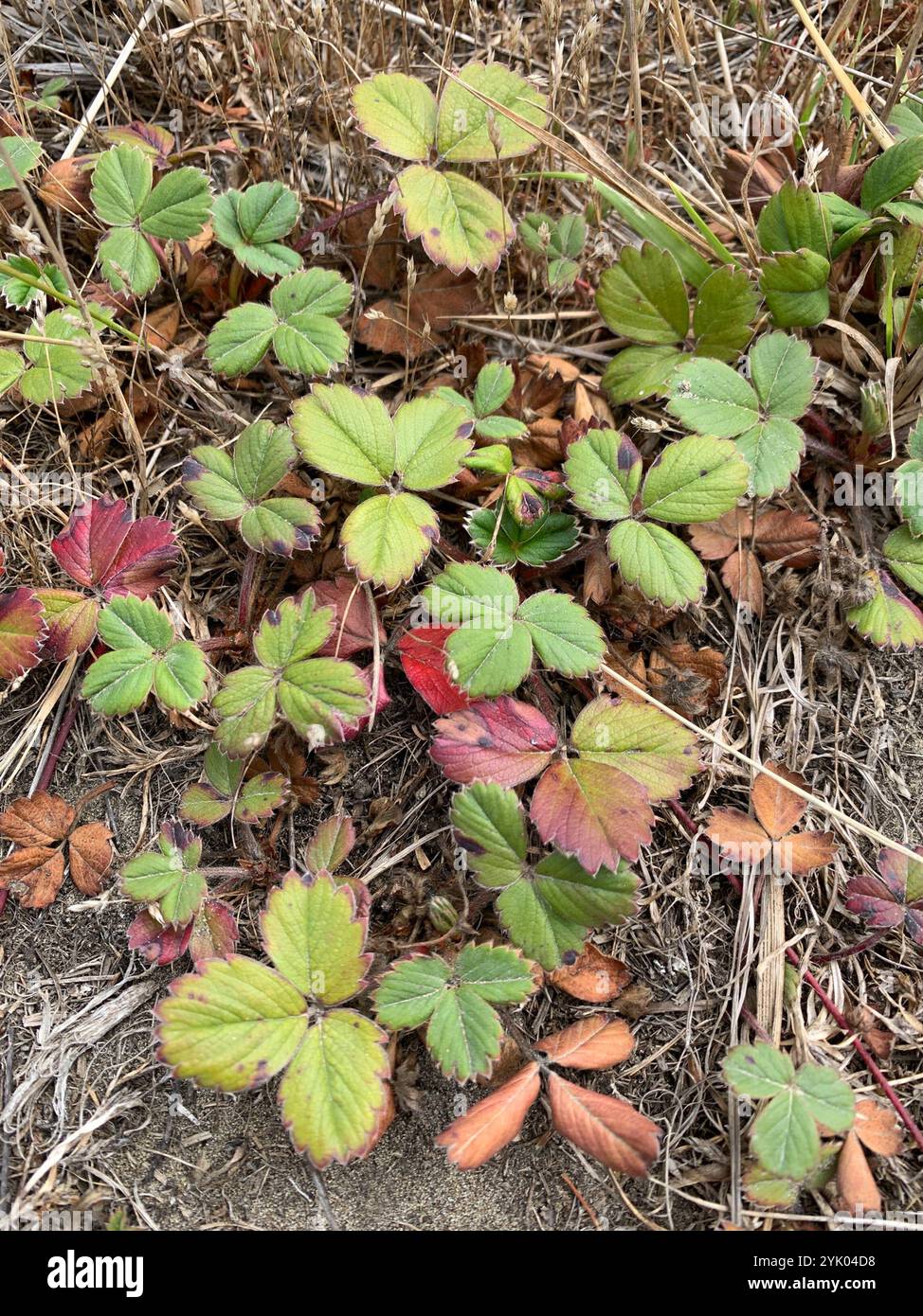 beach strawberry (Fragaria chiloensis Stock Photo - Alamy