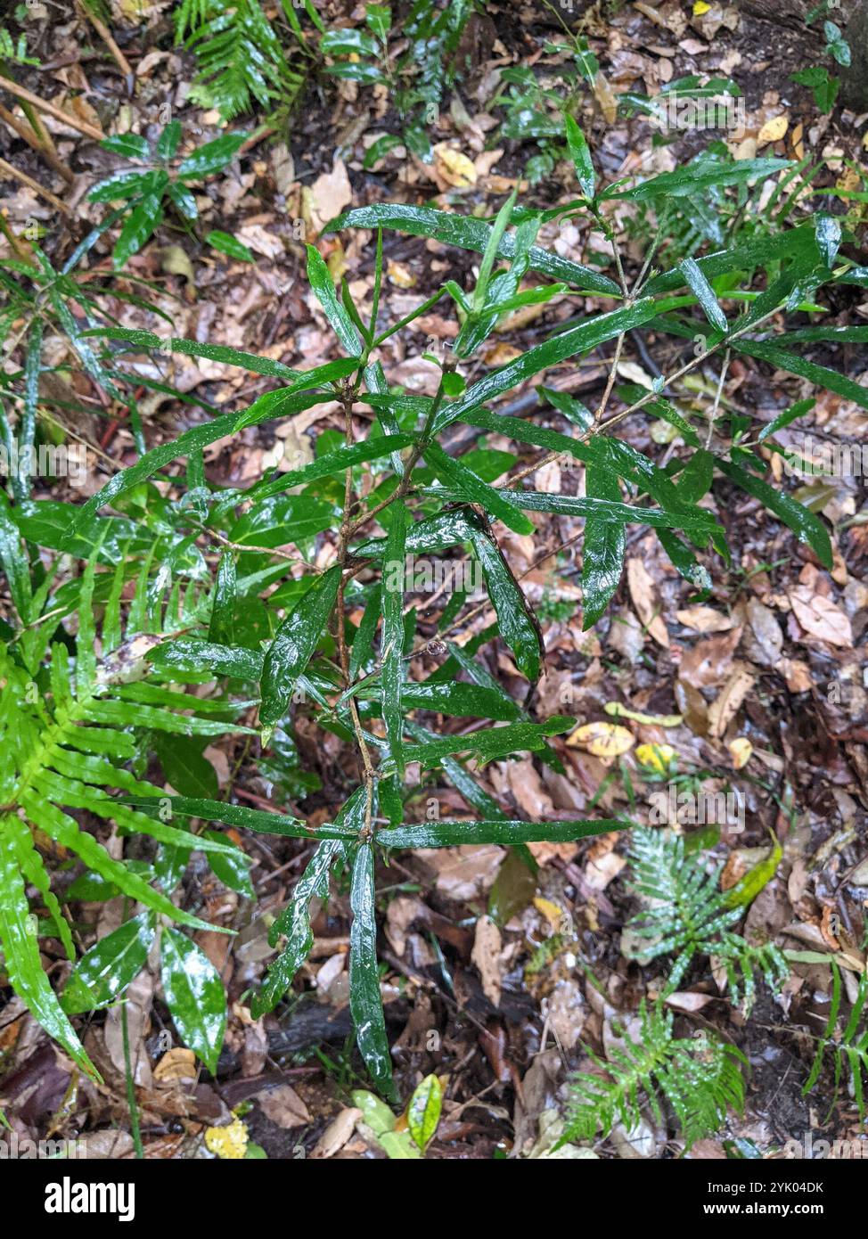 Atractocarpus hi-res stock photography and images - Alamy