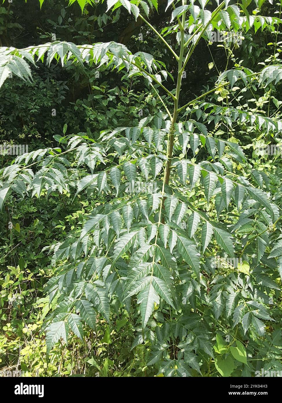 Taiwanese Rain Tree (Koelreuteria elegans Stock Photo - Alamy