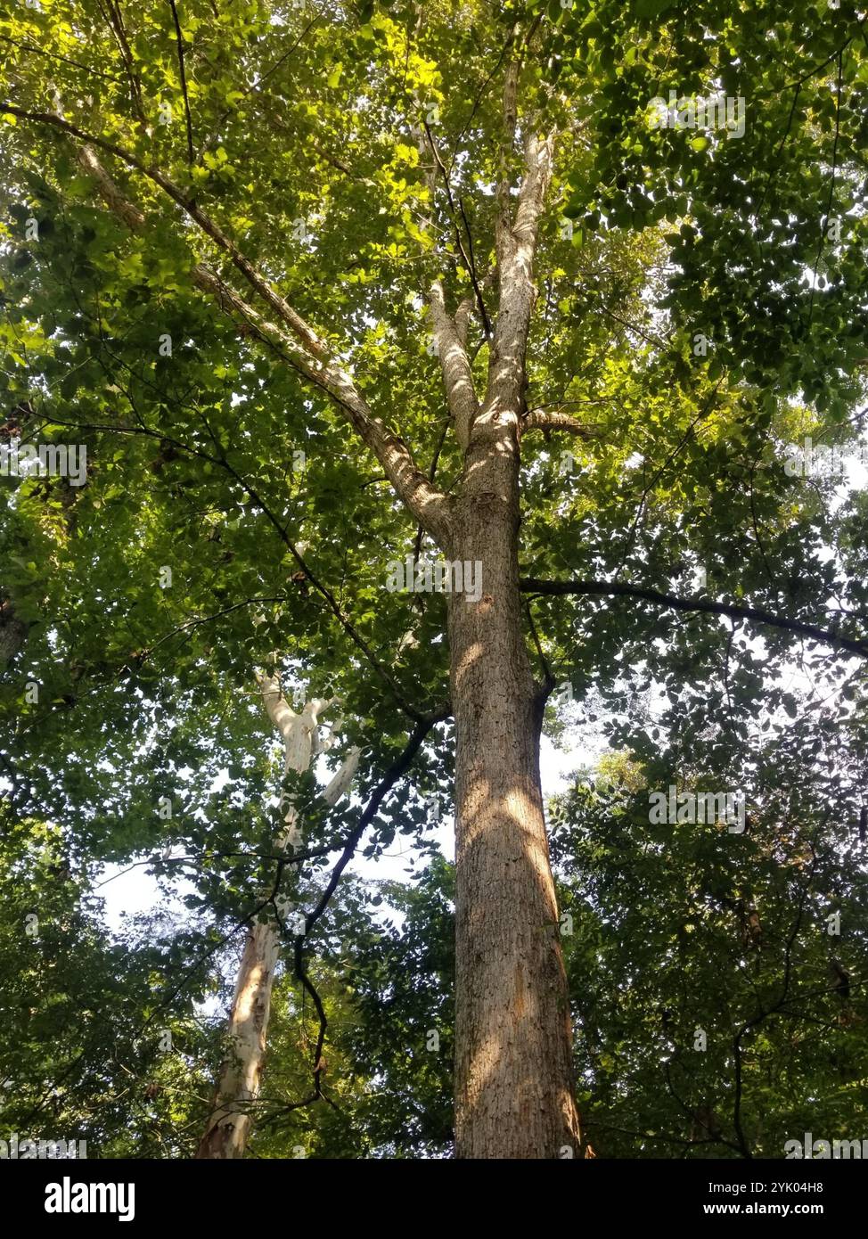 swamp chestnut oak (Quercus michauxii Stock Photo - Alamy