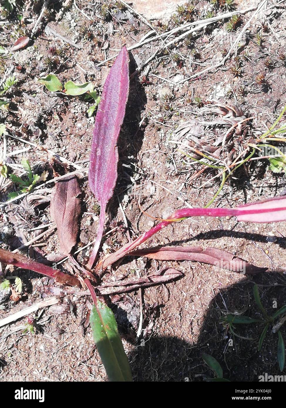 alpine bistort (Bistorta vivipara Stock Photo - Alamy