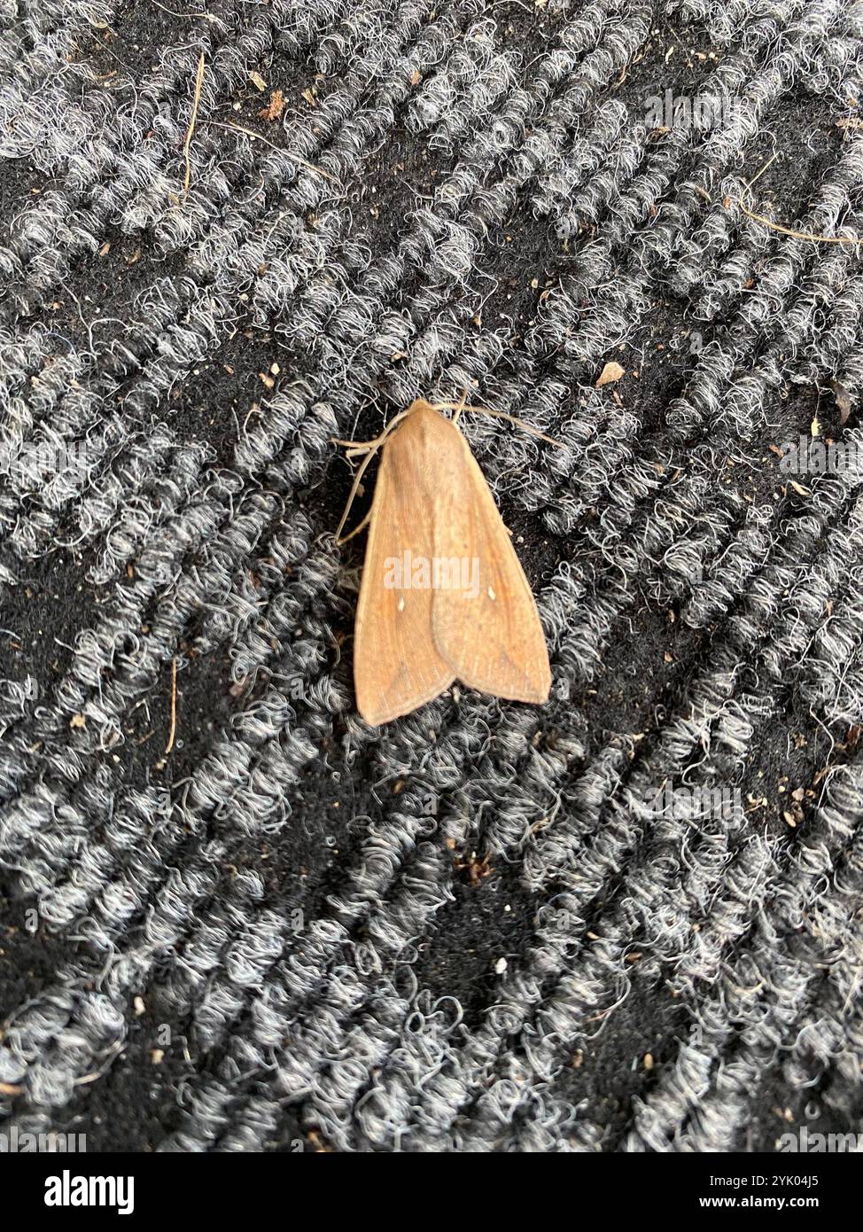 White-speck Moth (Mythimna unipuncta Stock Photo - Alamy