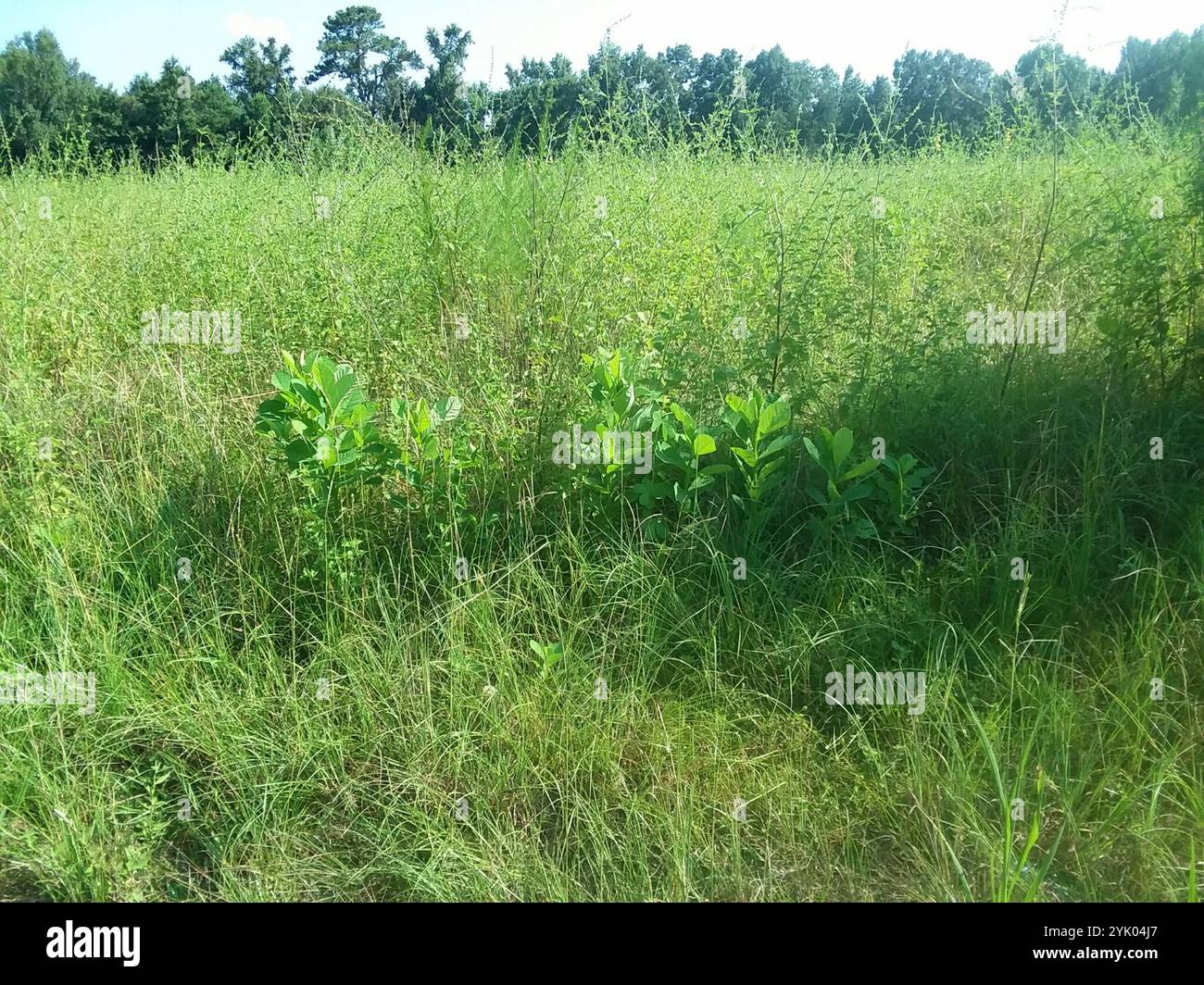 Showy Rattlebox (Crotalaria spectabilis Stock Photo - Alamy