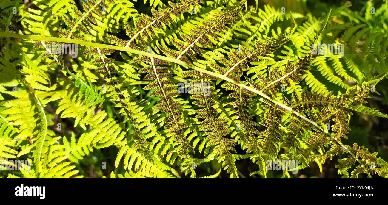Alpine Lady-fern (Athyrium distentifolium Stock Photo - Alamy
