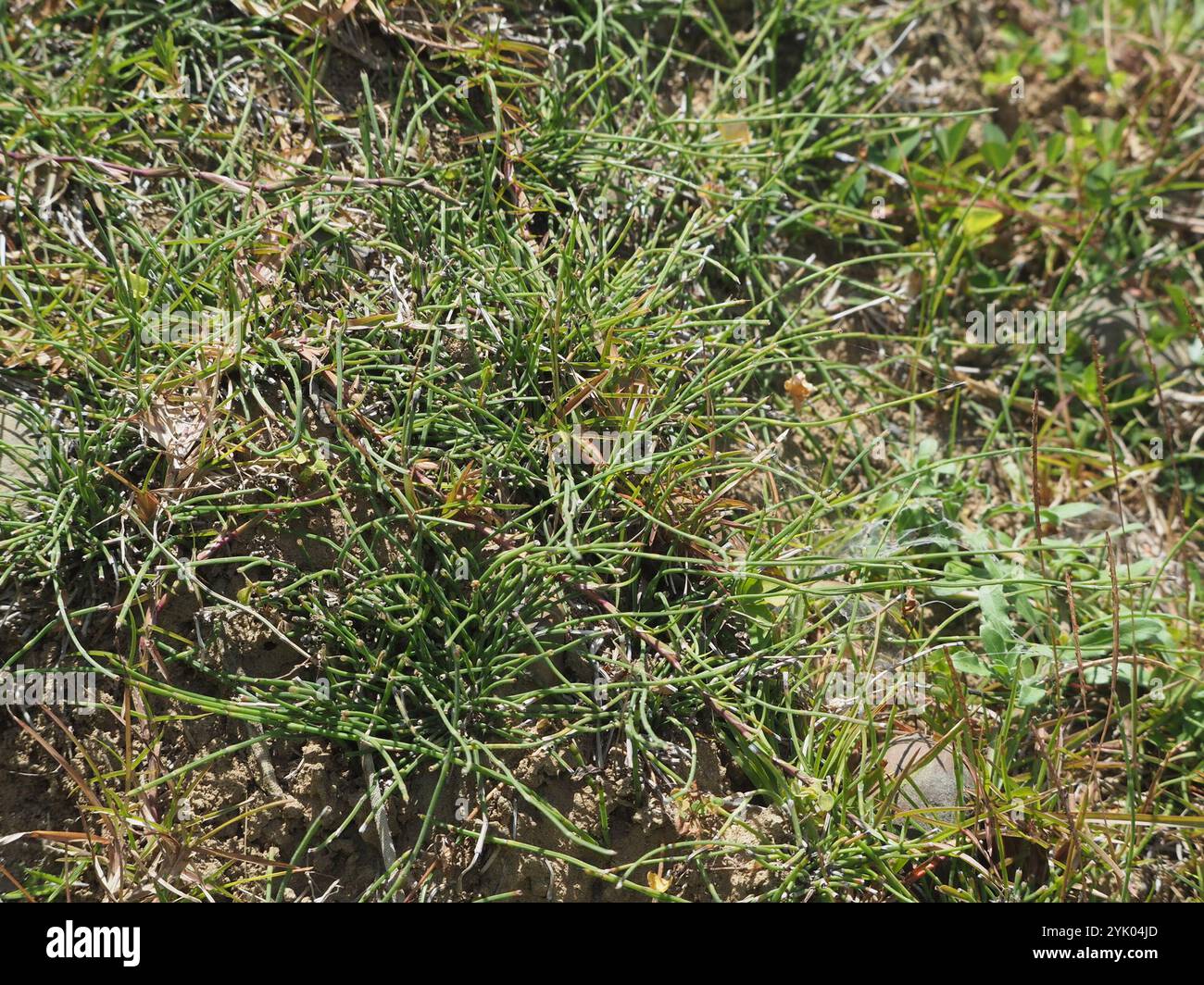 Branched horsetail hi-res stock photography and images - Alamy