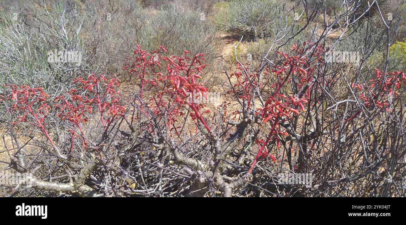 Botterboom (Tylecodon paniculatus Stock Photo - Alamy