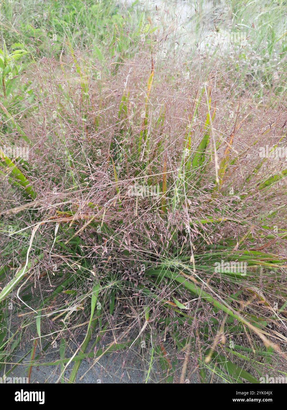 Purple lovegrass hi-res stock photography and images - Alamy