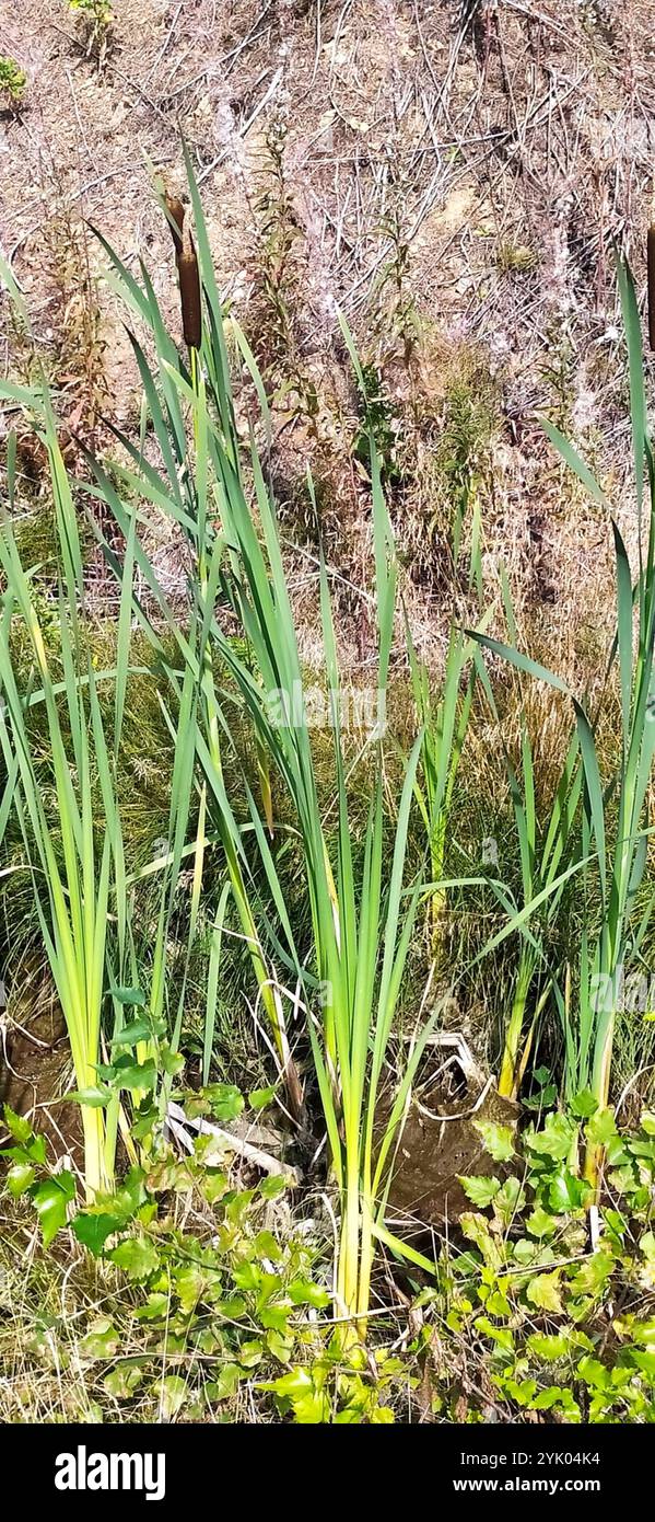 broadleaf cattail (Typha latifolia Stock Photo - Alamy