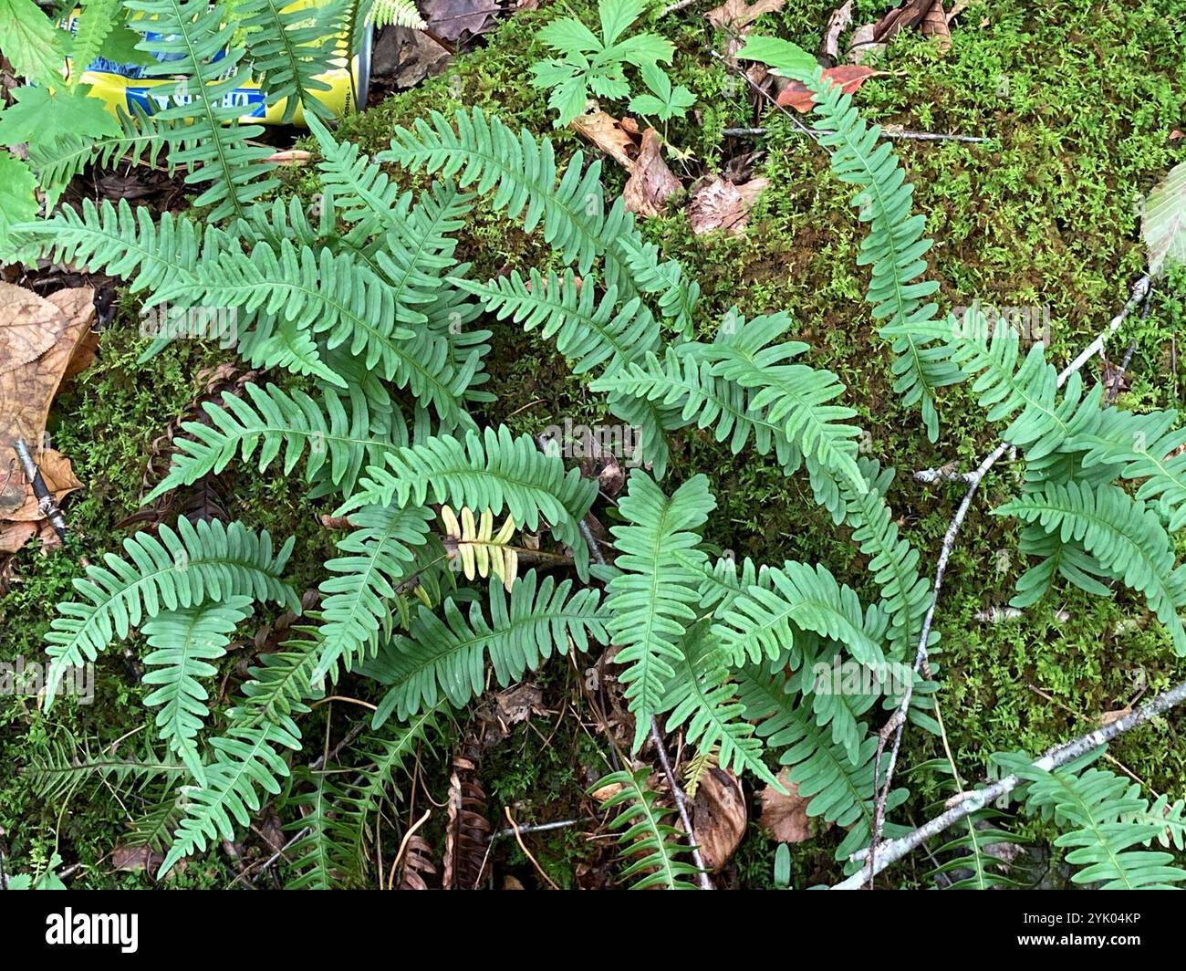 rock polypody (Polypodium virginianum Stock Photo - Alamy