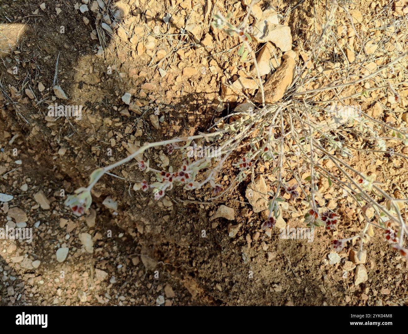 Hairy Canary-clover (Lotus hirsutus Stock Photo - Alamy