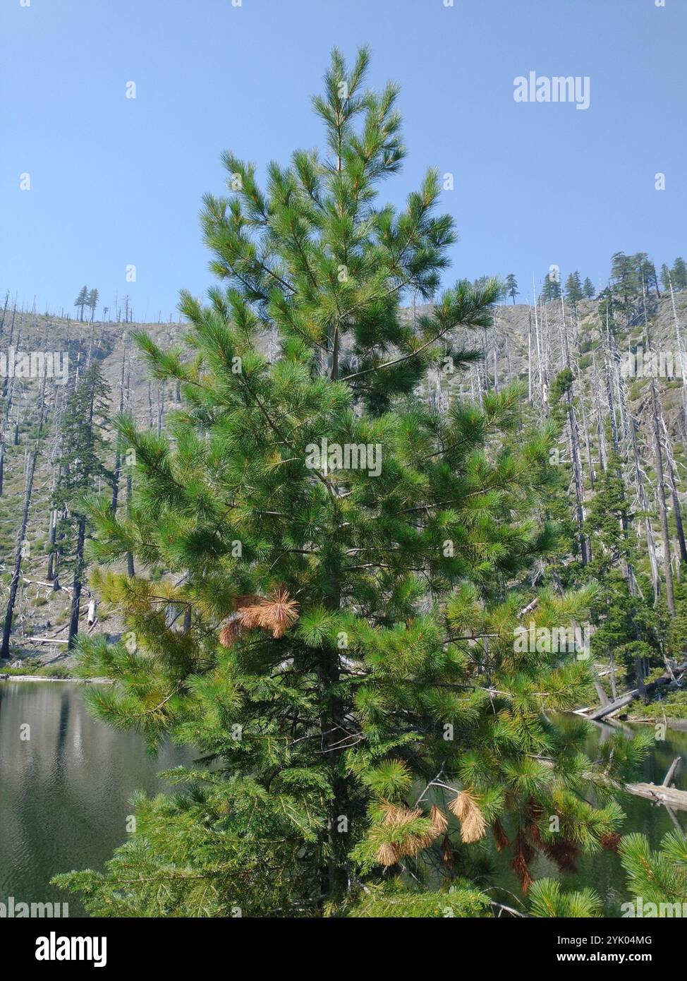 western white pine (Pinus monticola Stock Photo - Alamy