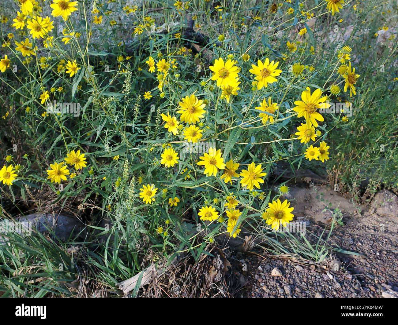 Showy goldeneye hi-res stock photography and images - Alamy