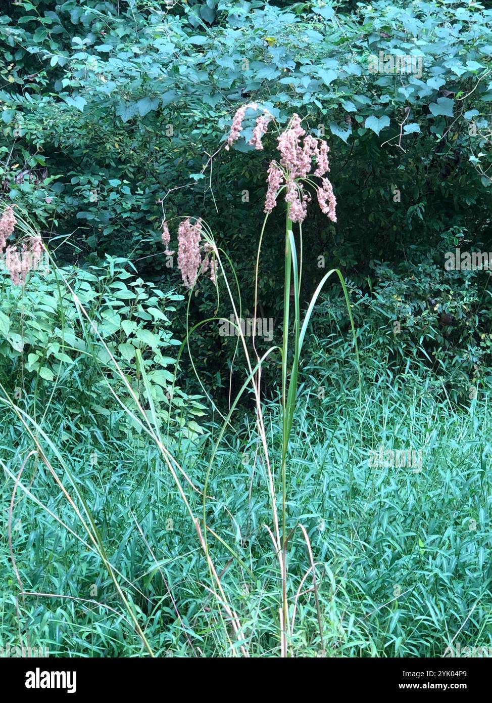 woolgrass (Scirpus cyperinus Stock Photo - Alamy