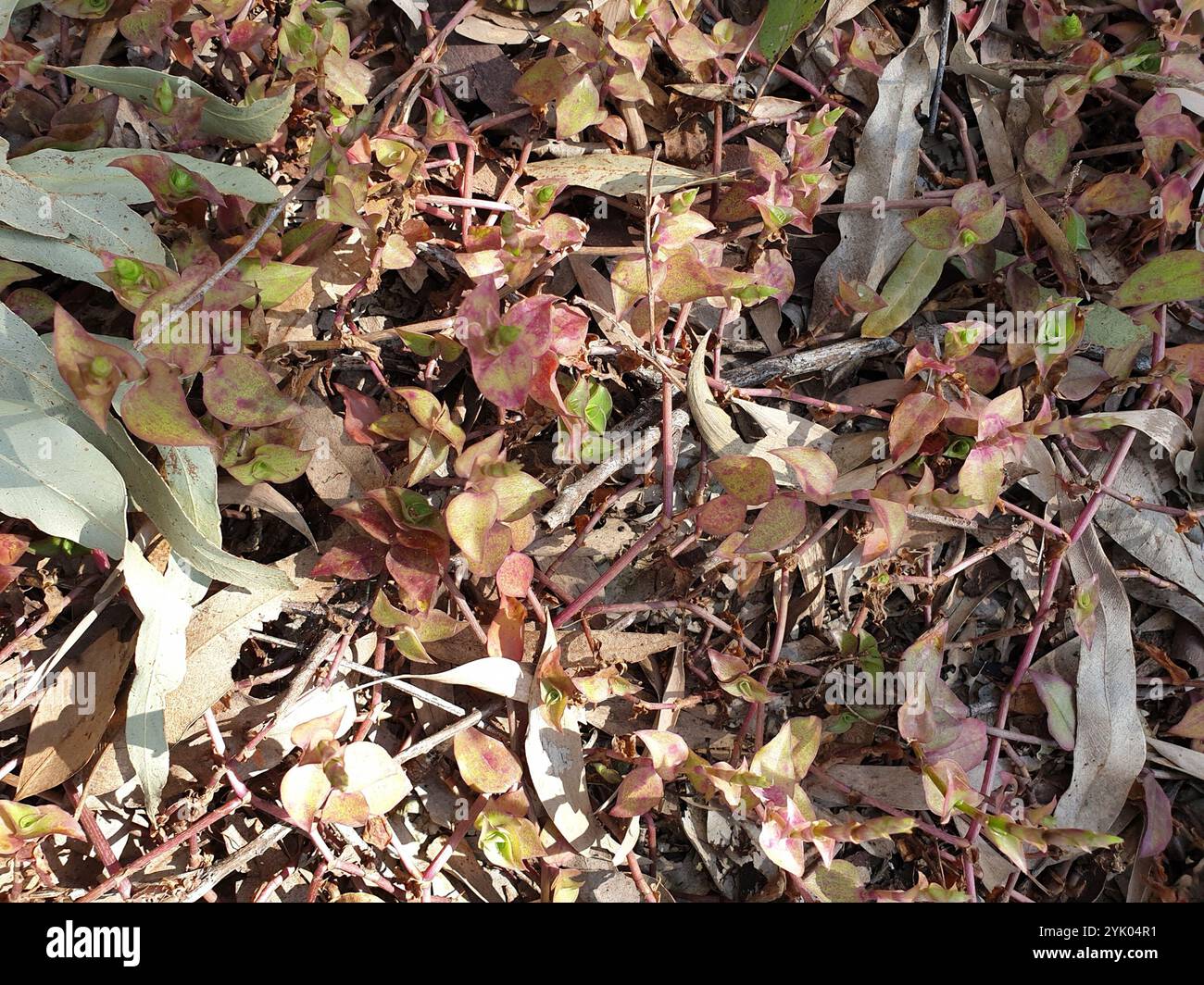 Turtle Vine (Callisia repens Stock Photo - Alamy