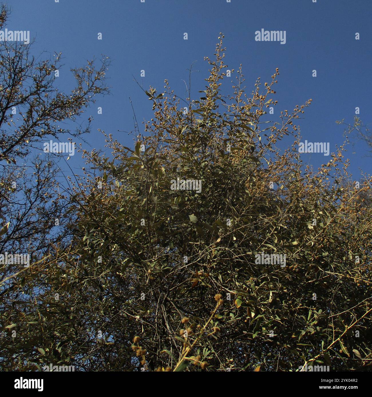 Wild Camphorbush (Tarchonanthus camphoratus Stock Photo - Alamy