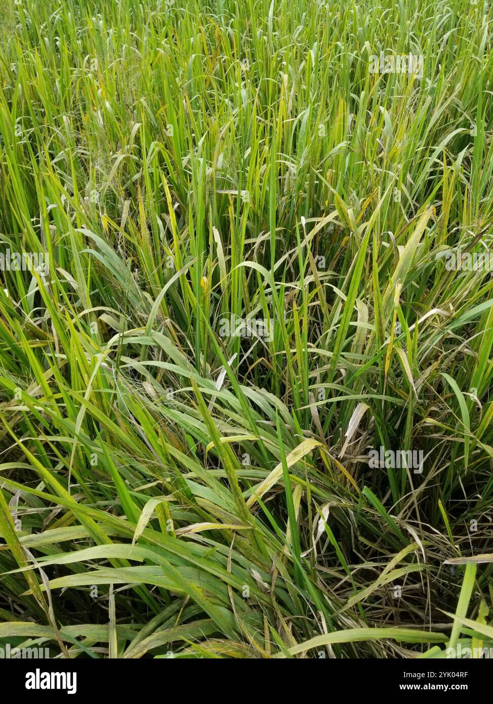 Giant Cutgrass (Zizaniopsis miliacea Stock Photo - Alamy