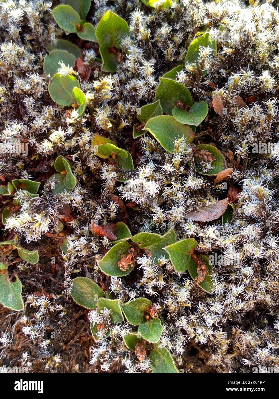 Tea-leaved Willow (Salix phylicifolia Stock Photo - Alamy
