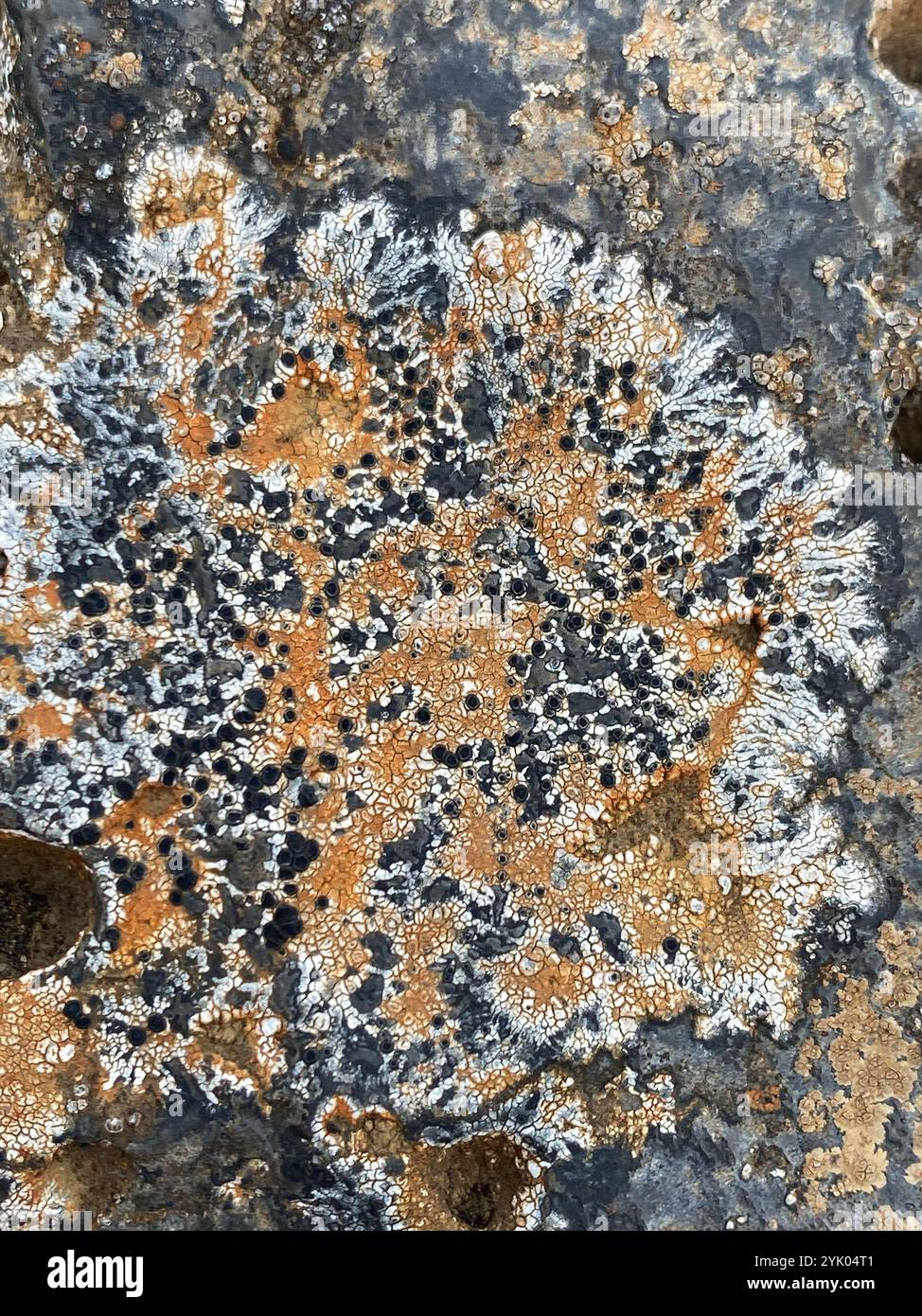 Tile Lichens (Lecidea Stock Photo - Alamy