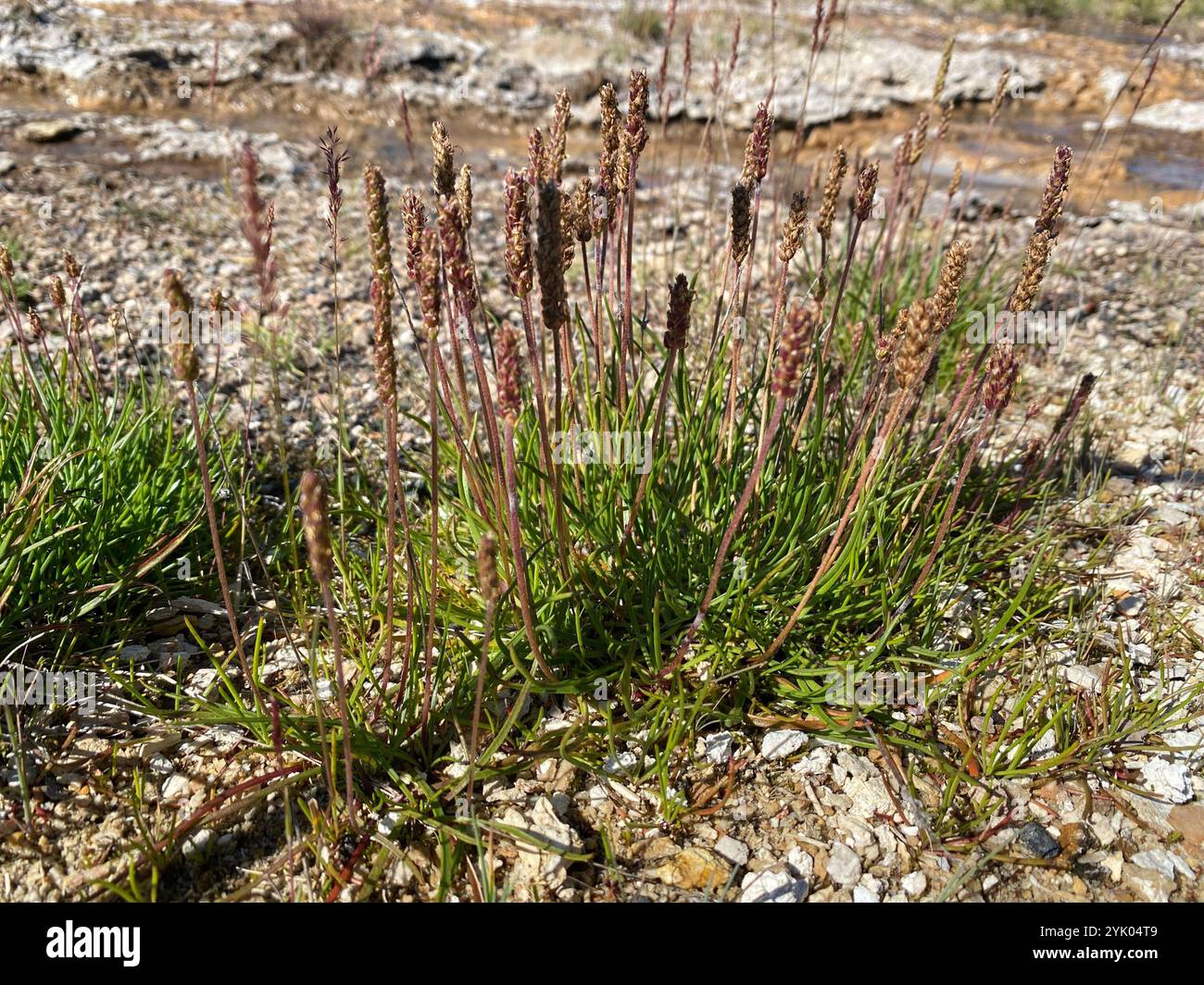 Sea Plantain (Plantago maritima Stock Photo - Alamy