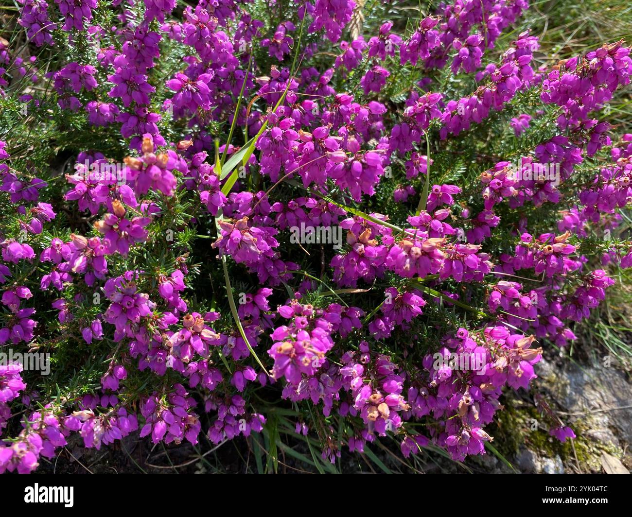 Bell Heather (Erica cinerea Stock Photo - Alamy