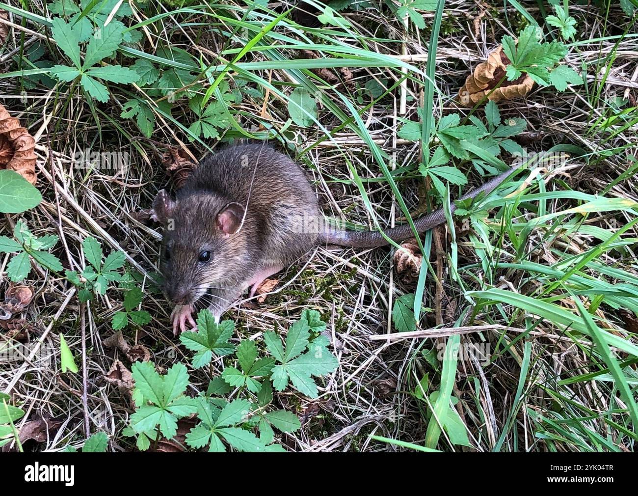 Old World Rats (Rattus Stock Photo - Alamy