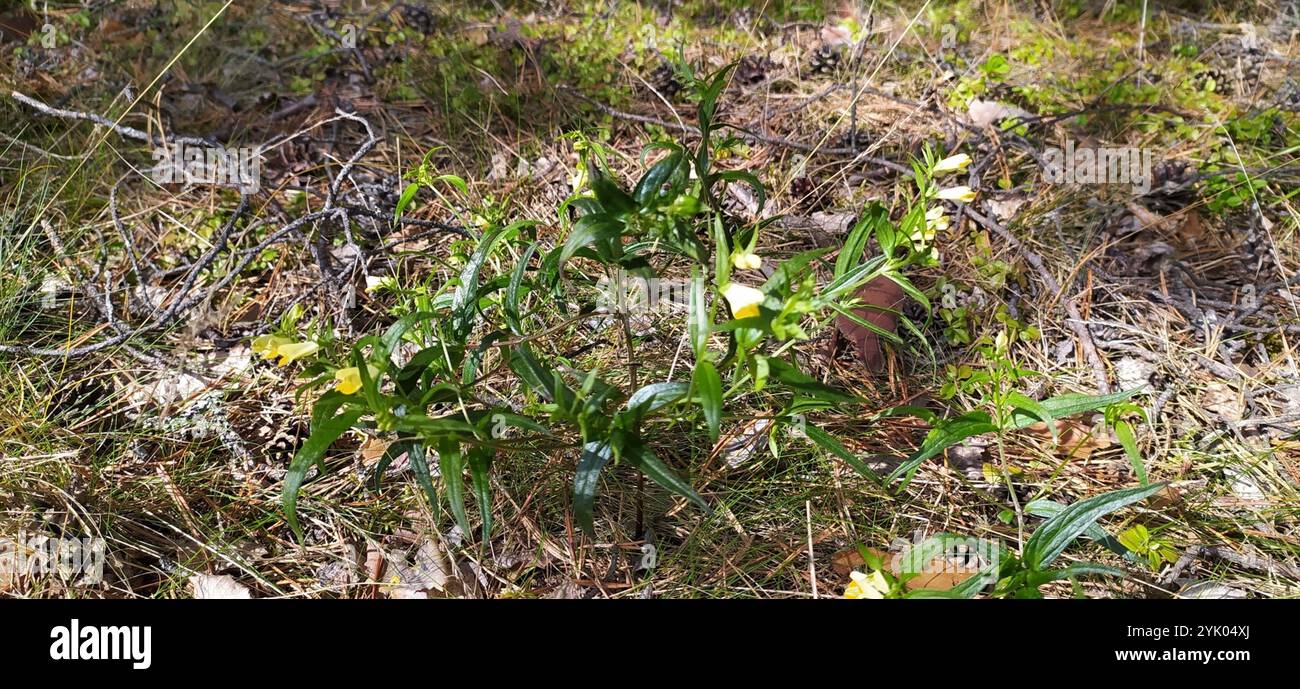 Common Cow-wheat (Melampyrum pratense Stock Photo - Alamy