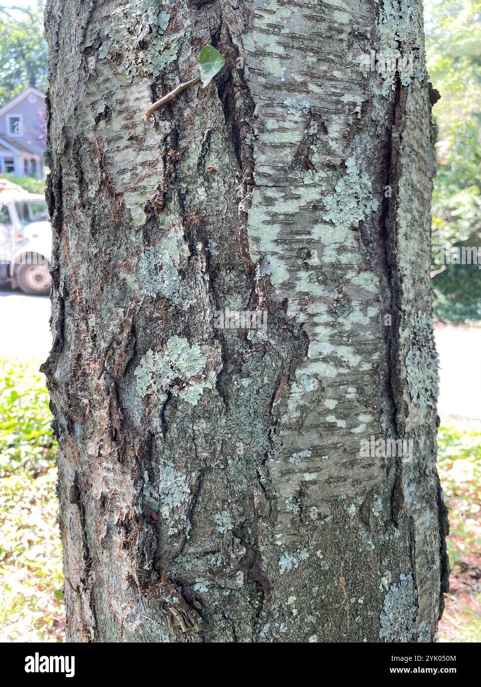 sweet birch (Betula lenta Stock Photo - Alamy
