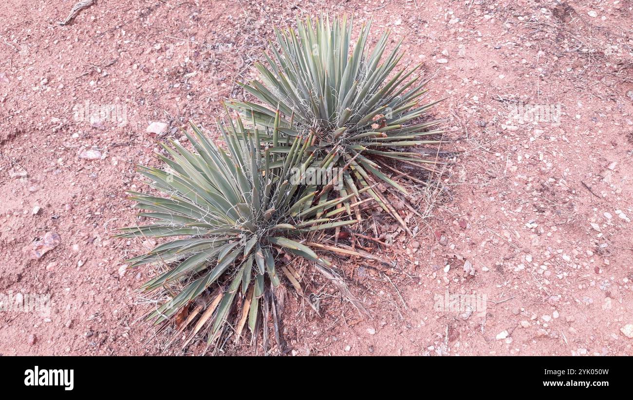 Yucca harrimaniae hi-res stock photography and images - Alamy
