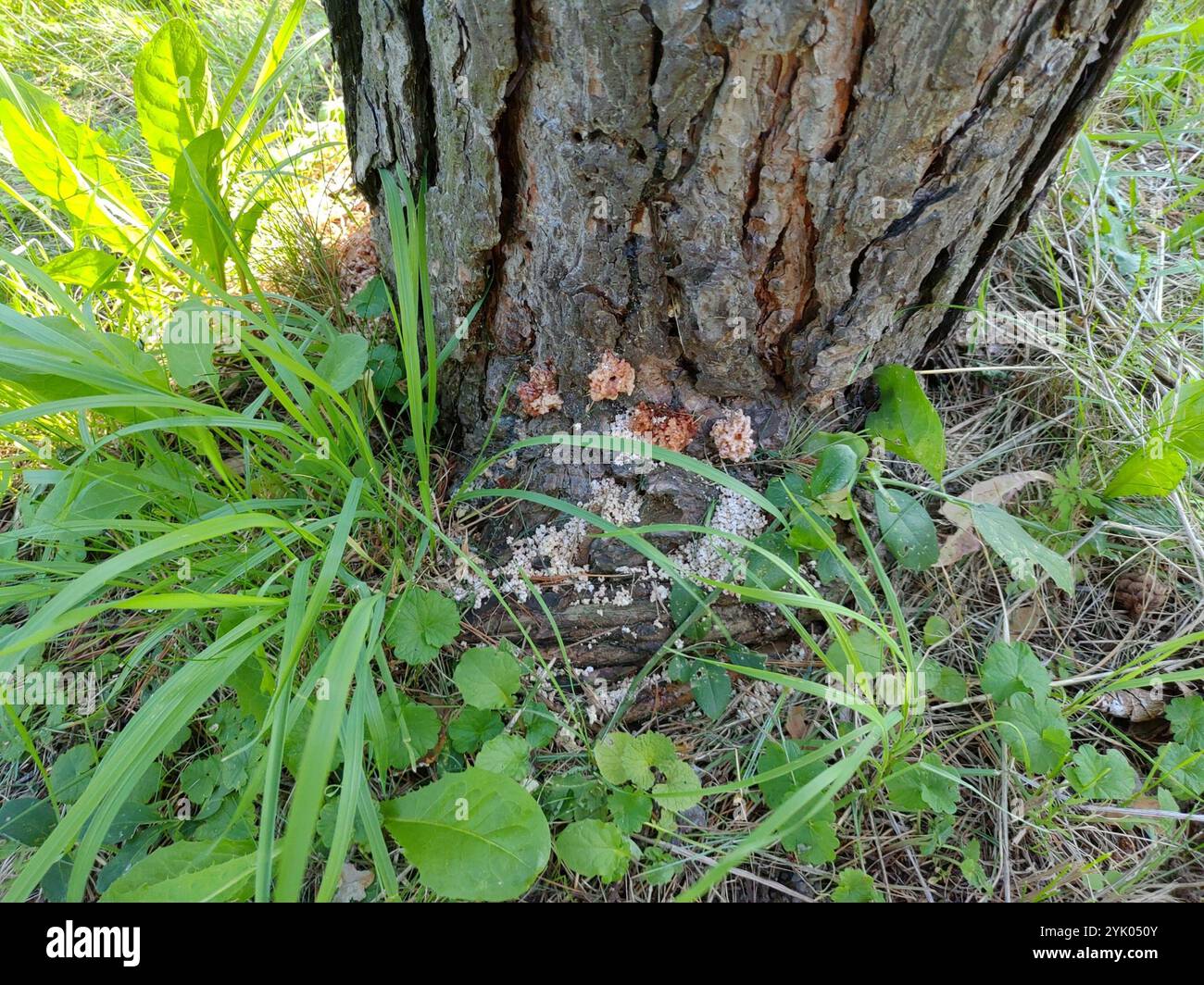 Blushing Rosette (Abortiporus biennis Stock Photo - Alamy
