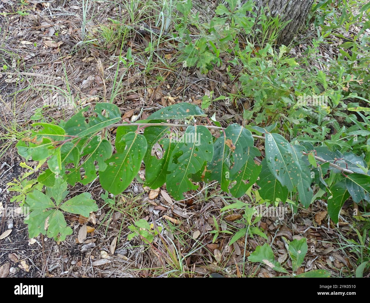 vascular plants (Tracheophyta Stock Photo - Alamy