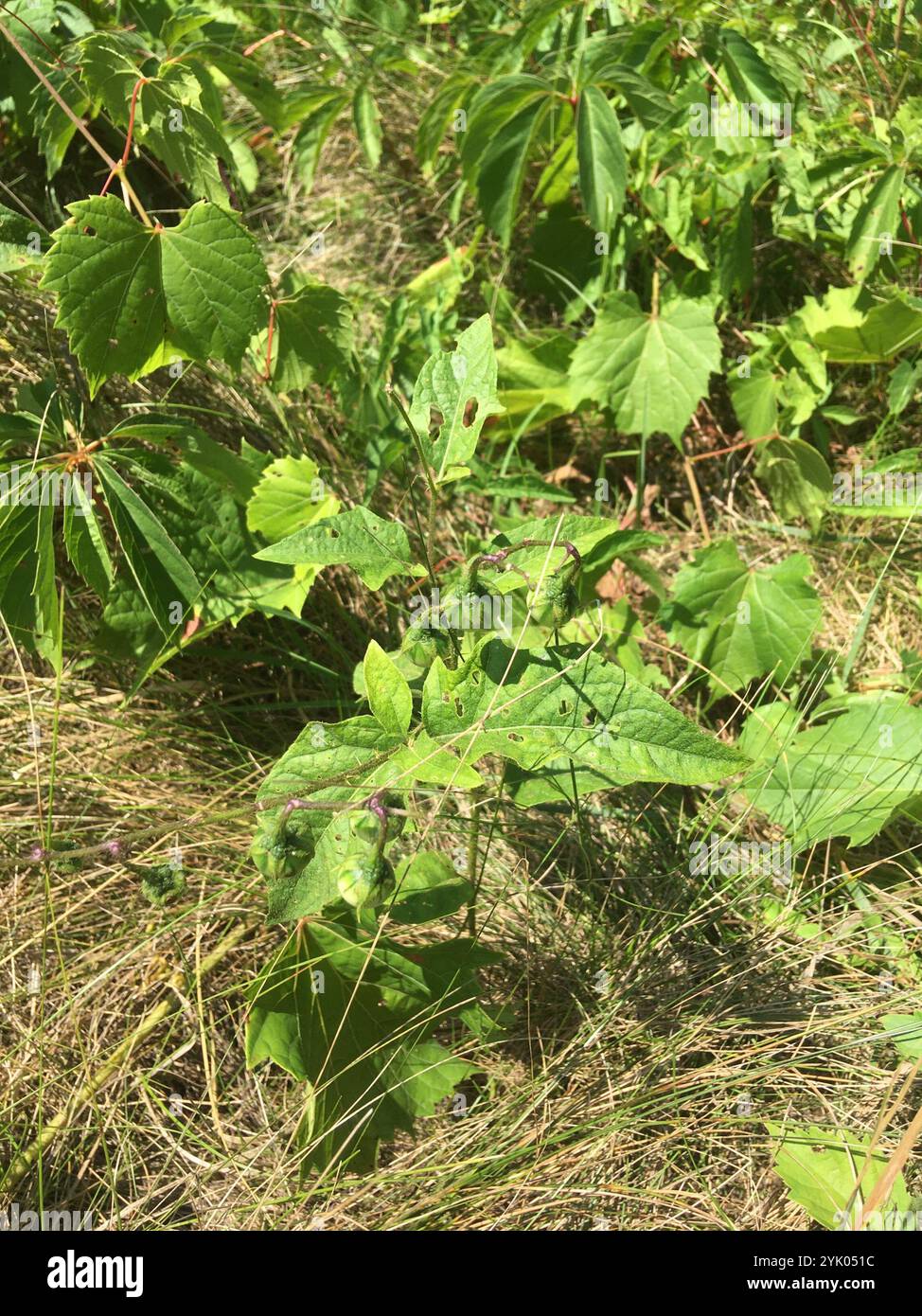 Carolina horsenettle (Solanum carolinense Stock Photo - Alamy